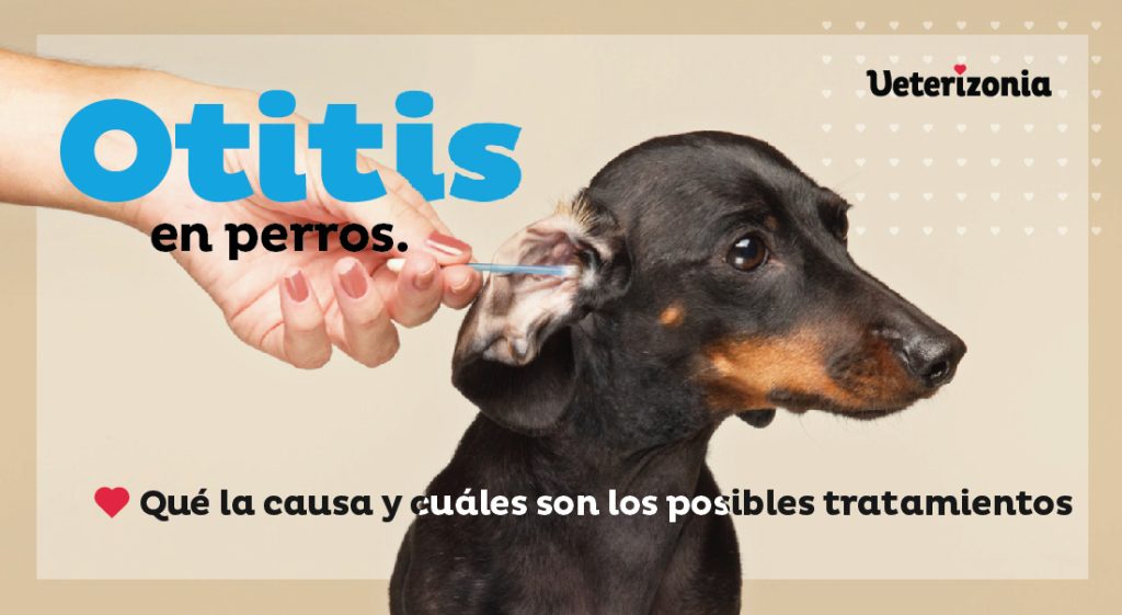 Otitis en perros - Veterizonia